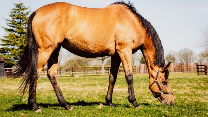 WATCH: Annie Mc confirmed to be in foal with equine superstar Golden ...