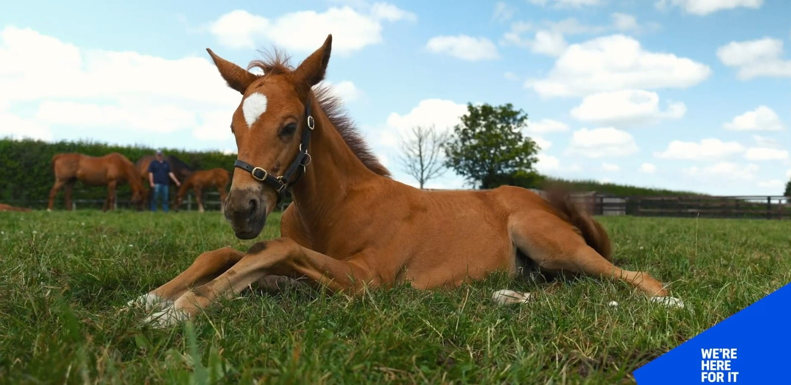 WATCH: It's time to officially meet Annie Mc's first foal by Doctor Dino