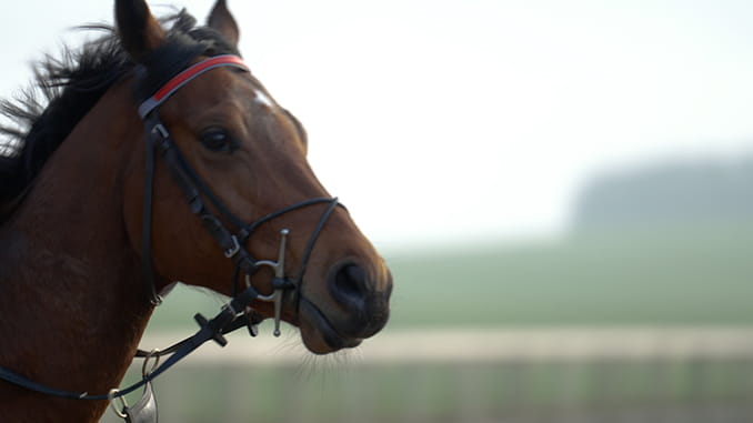 WATCH: It's time to Name Your Horse with Alice Haynes