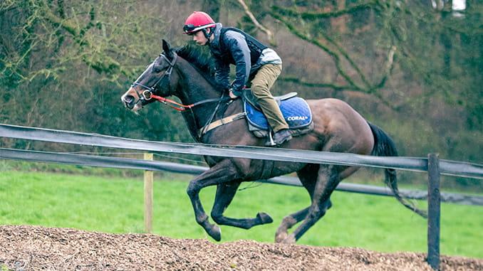 WATCH: First footage of Diamond Days on the gallops as Joe Tizzard ...