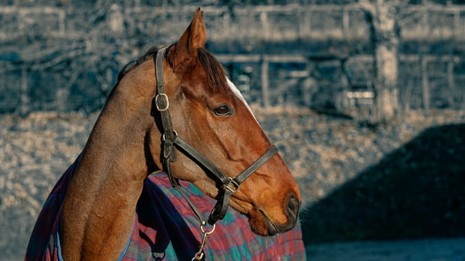 Early summer break for Hey Day Baby following minor setback – latest ...