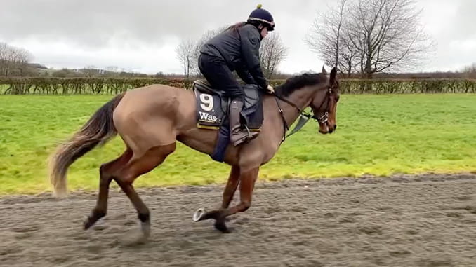 WATCH: Latest video of Hey Day Baby on the gallops at Jackdaws