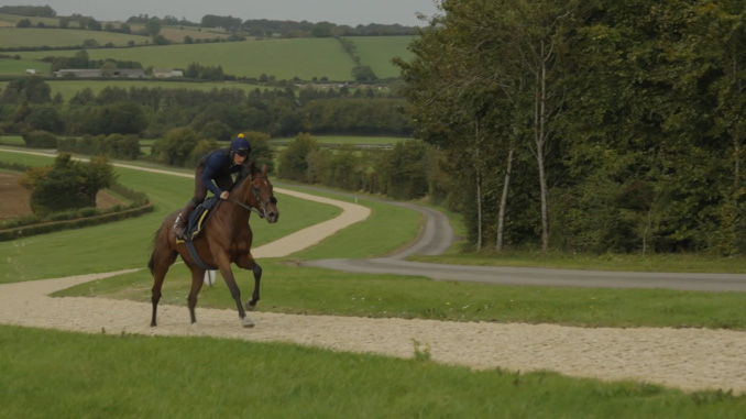 WATCH: Jonjo O'Neill welcomes lucky members for a morning at Jackdaws ...