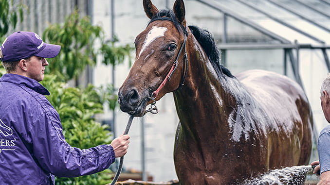 Exciting news from Highfield Stables as Phoenix Of Dreams gets given ...