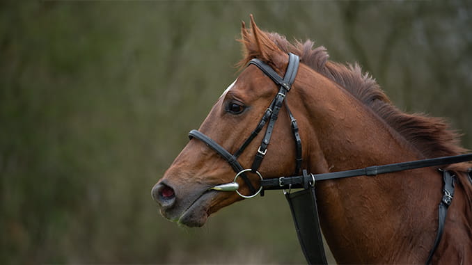 Rockstar Icon handed another Newmarket target following impressive run ...
